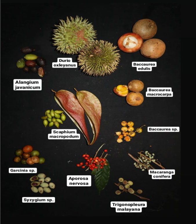Nutrition and Foraging Ecology – Cheryl Knott